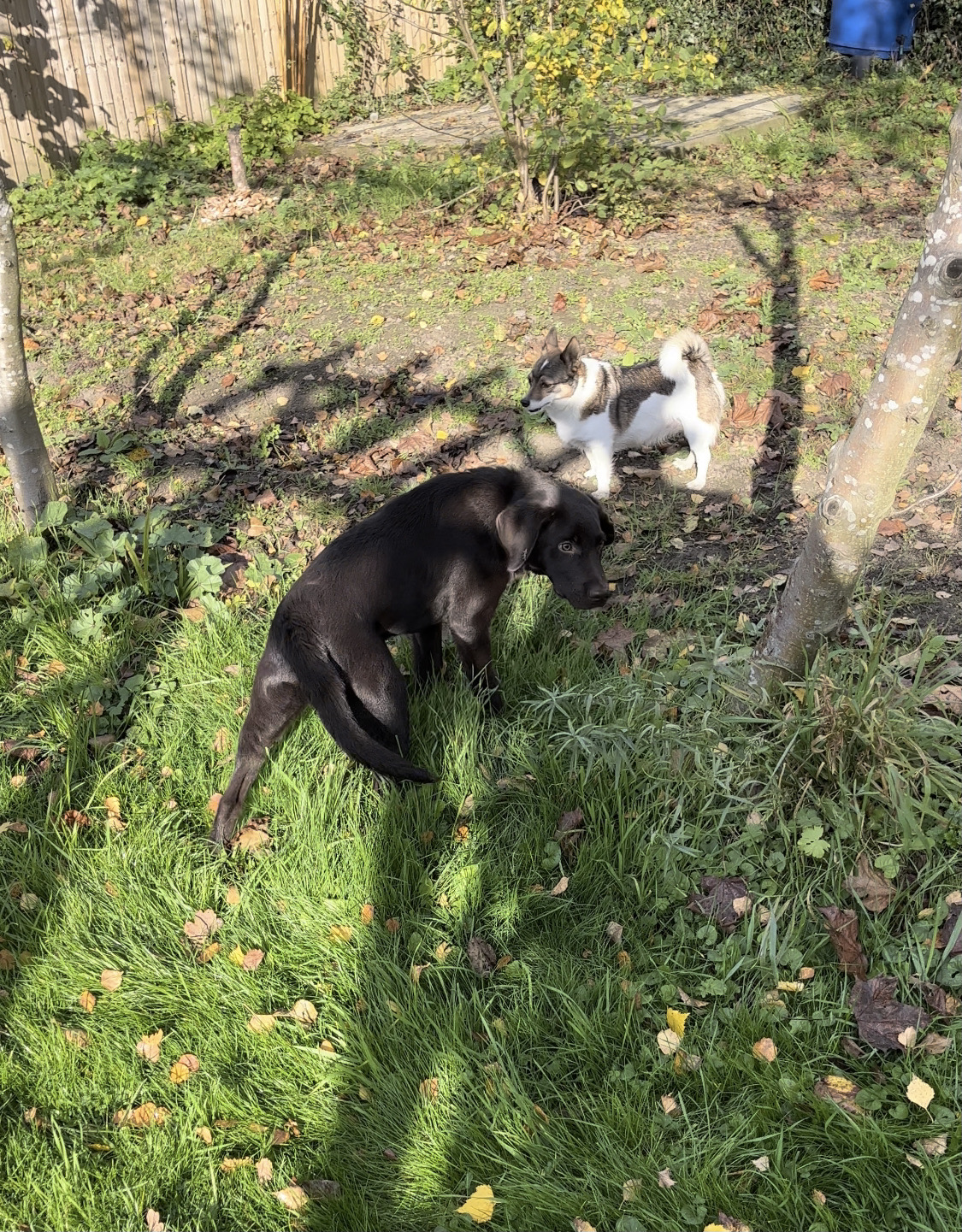 Dog Training - 'What Is Instinctual Drift / Drive?' | Dog Behaviour ...