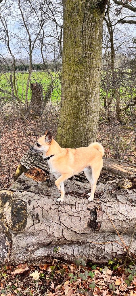 Dog Training Ideas - How To Use 'Shaping' & 'Chaining' | Dog Behaviour ...